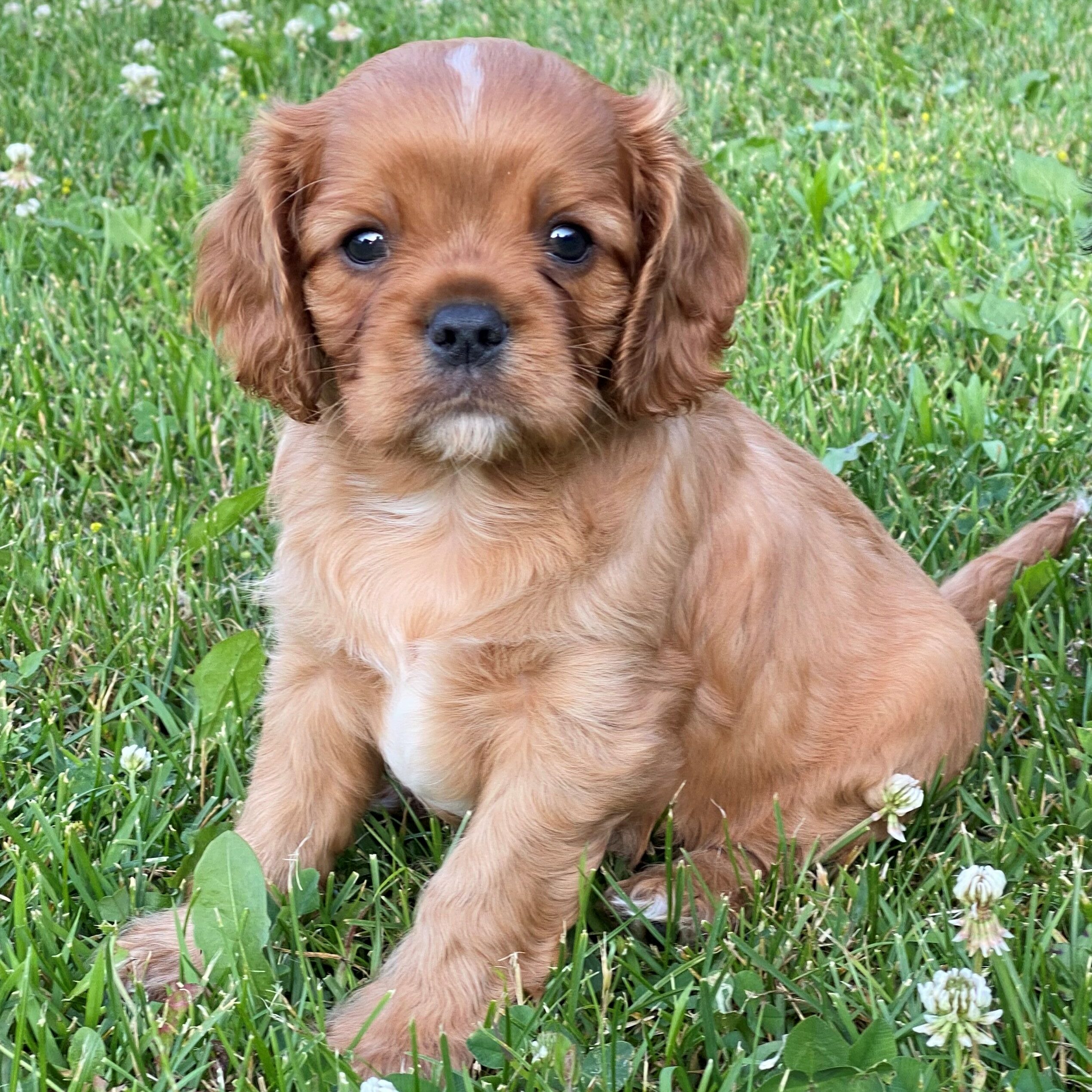 Kavalier King Charles paniel Chovate sk Stanice sk Kavalier King Charles paniel Chovate sk Stanice sk